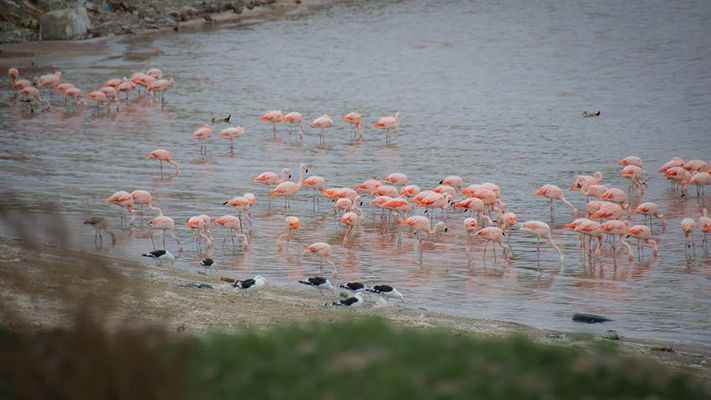 Santa Cruz se posiciona como destino de avistaje de aves