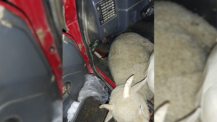 Delincuentes intentaron llevarse ovejas vivas a bordo de un auto