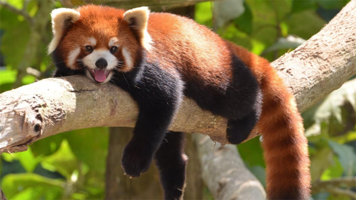 El panda rojo, en la lista roja y en peligro de extinción