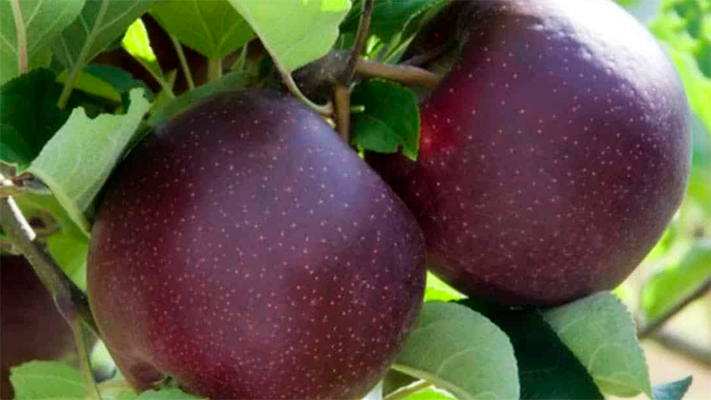 ¿Cuál es la manzana más valiosa y exótica del mundo?