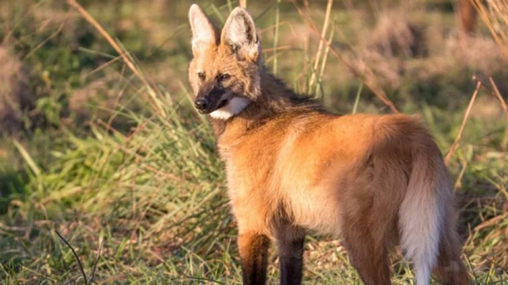 Apareció un aguará guazú en La Pampa luego de 200 años