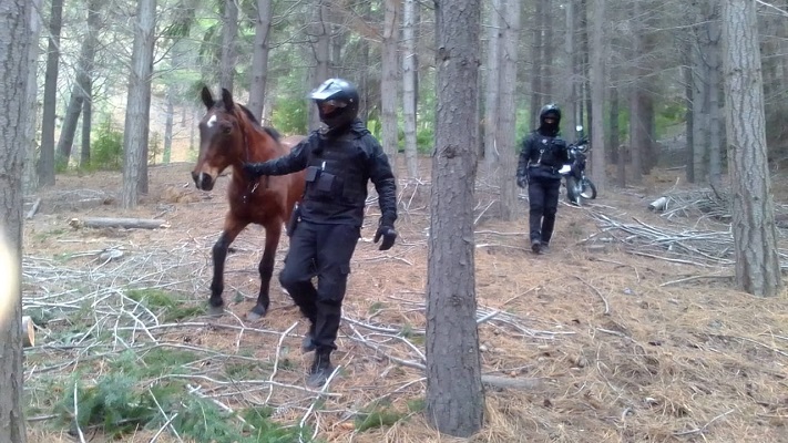 Salvaron de ser faenada a una yegua que había sido robada Salvaron de ser faenada a una yegua que había sido robada