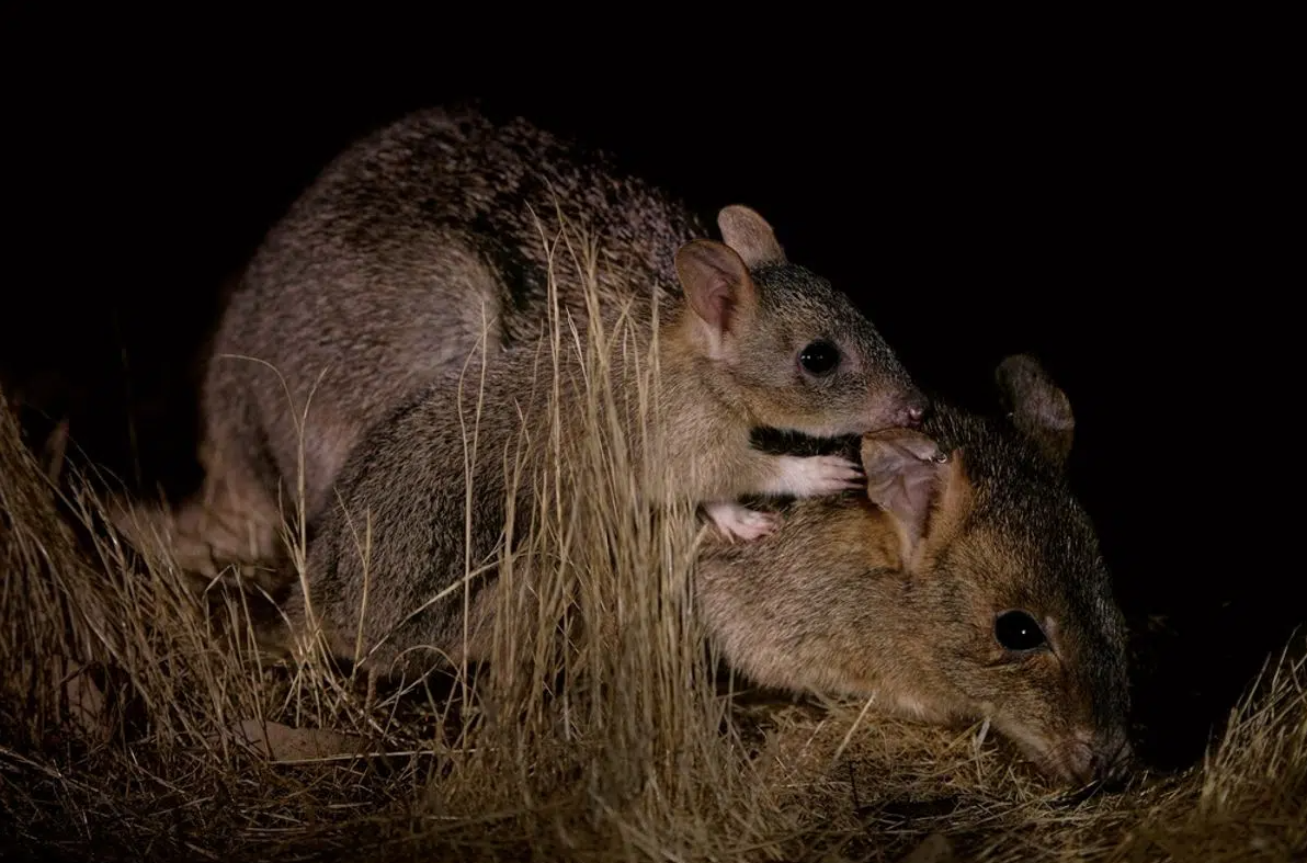 Descubren nueva especie de marsupial en Australia