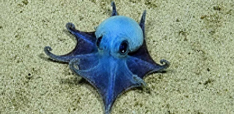 Descubren un diminuto pulpo azul en las islas Galápagos